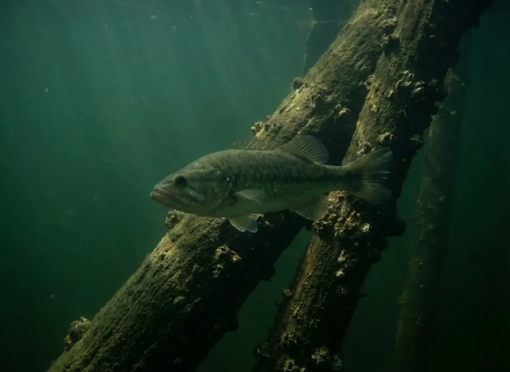 Fishing Barometric Pressure: Science & Lure Strategy