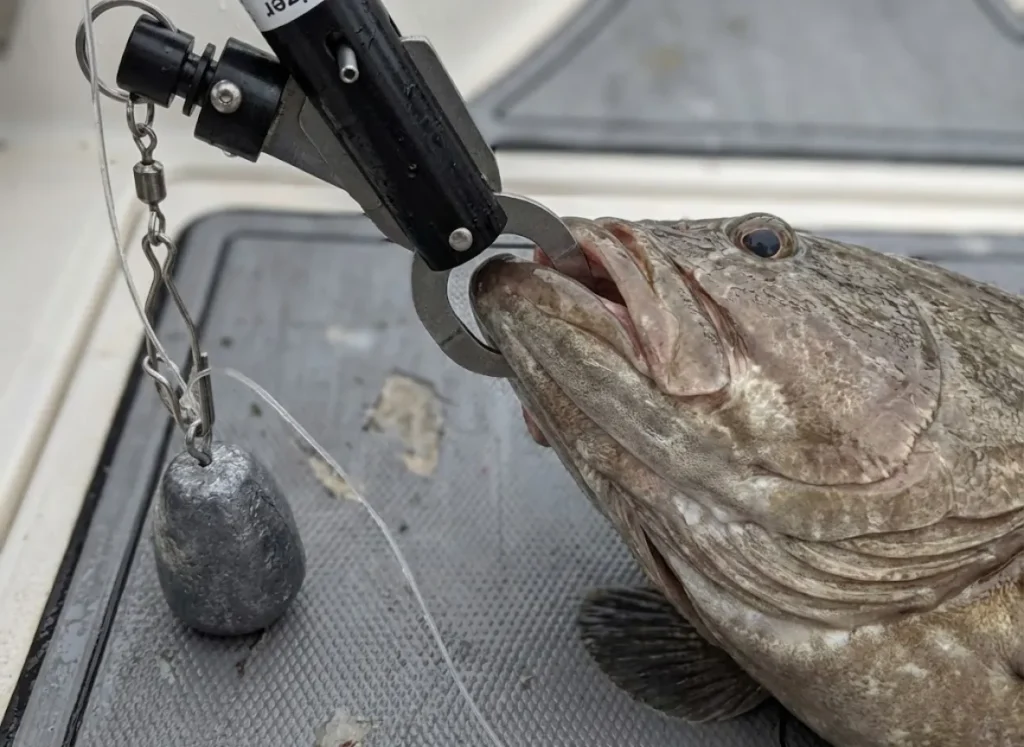 Barotrauma in Fish: The Ultimate Survival Guide