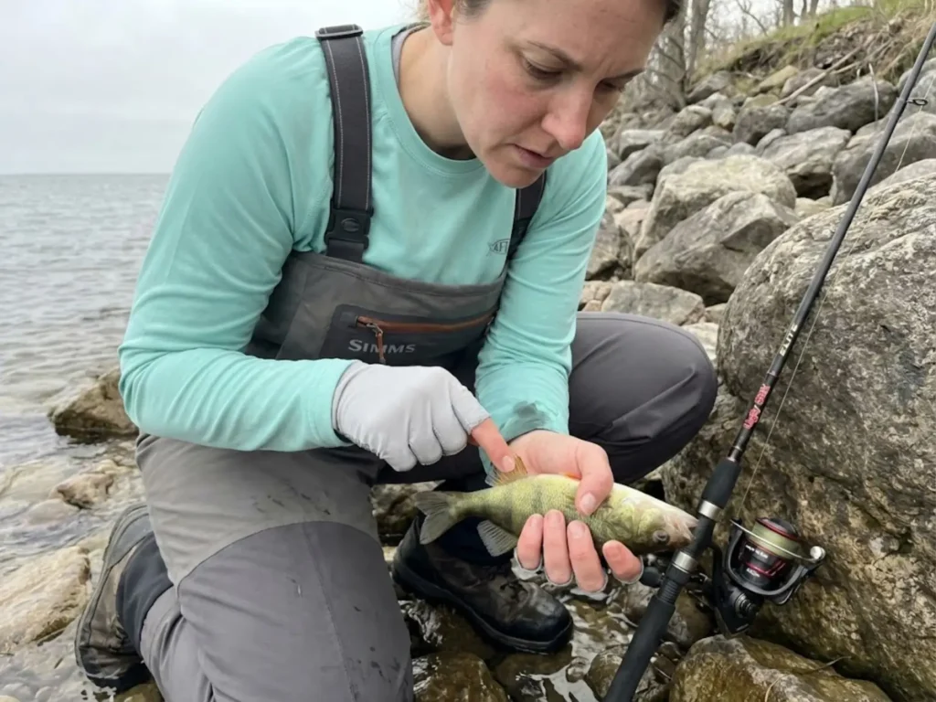 Yellow Perch vs White Perch: The 3-Step Field ID Guide